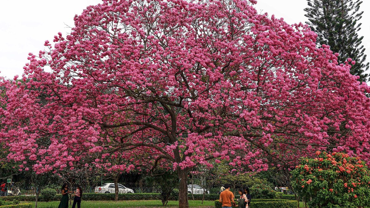 Cubbon Park 2025: Timings, Entry Fee, Ticket Price, Opening & Closing ...