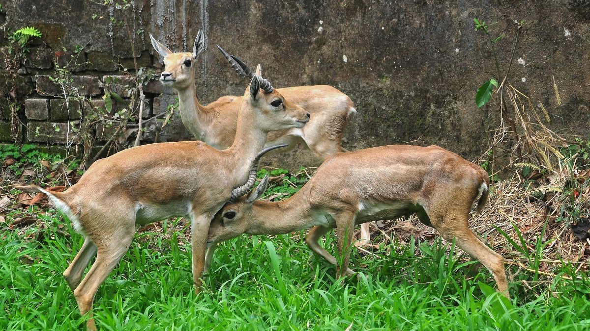 Mysore Zoo 2025: Timings, Entry Fee, Ticket Price, Opening & Closing ...