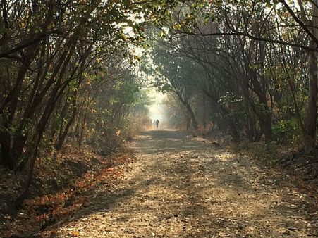 Forests In and Around Delhi - The Perfect Getaways - Nativeplanet