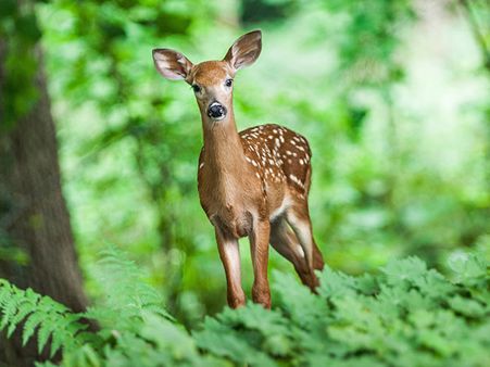 Explore The Beauty Of Molai Forest, A Forest Which Started With A ...