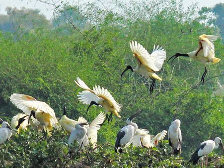 Top Birdwatching Destinations of Karnataka - Nativeplanet