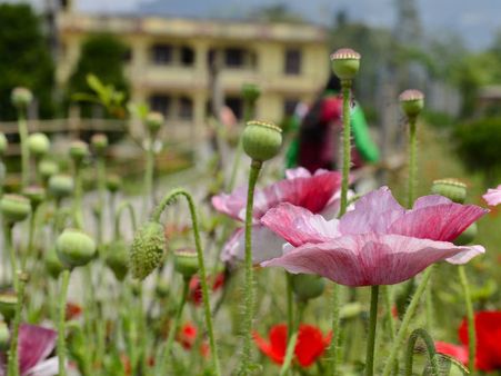 Singtam Places To Visit, attractions and How To Reach - Nativeplanet