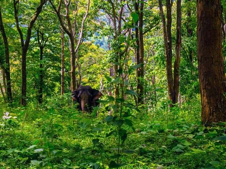 Treasures of Nature at Pollachi, Tamil Nadu - Nativeplanet