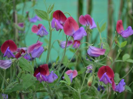 A Riot of Colours at Lal Bagh Flower Show 2014 - Nativeplanet