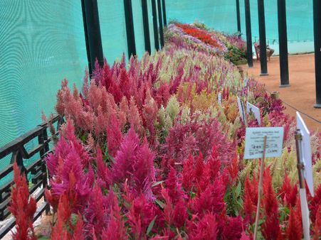 A Riot of Colours at Lal Bagh Flower Show 2014 - Nativeplanet