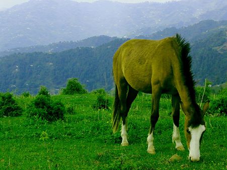 Places To Visit In Bhaderwah, Things To Do And How To Reach - Nativeplanet