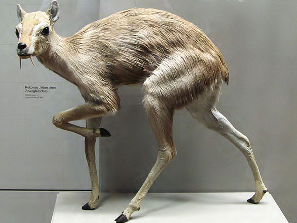 उत्तराखंड : इस दुर्लभ पशु की नाभि से बहती है सुगंधित धारा | उत्तराखंड ...