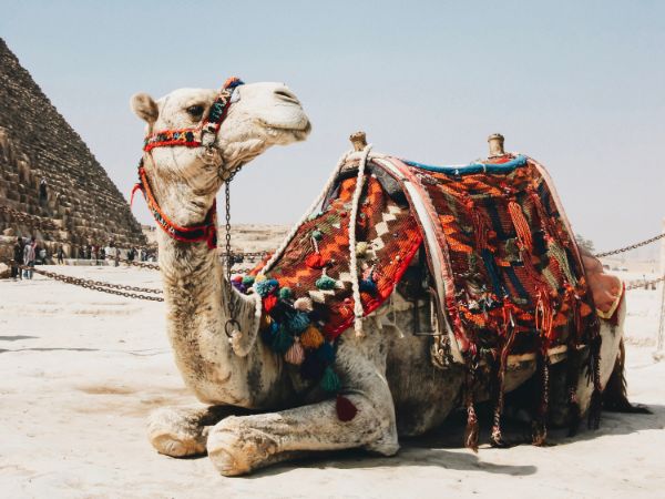 रेगिस्तान के जहाज की सवारी तो कर सकते हैं लेकिन उसे खरीद कर ला नहीं ...