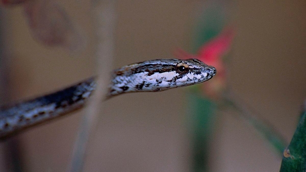 महाराष्ट्र के इस गांव के हर घर में बनाया जाता है जहरीले सांपों के लिए ...
