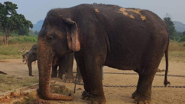 इस जंगल में रहती है दुनिया की सबसे उम्रदराज Elephant, उम्र जानकर कह ...