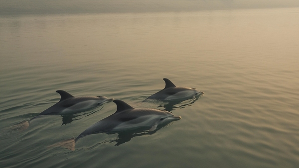 National Dolphin Day : गुजरात के समुद्री क्षेत्रों में मौजूद हैं लगभग 680 डॉल्फिन, कहां कितने ...