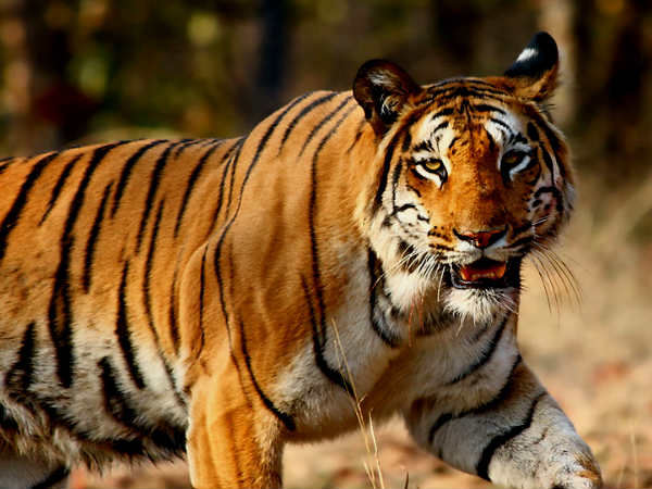 Explore the Wildlife of Odisha – Part 1 - Nativeplanet
