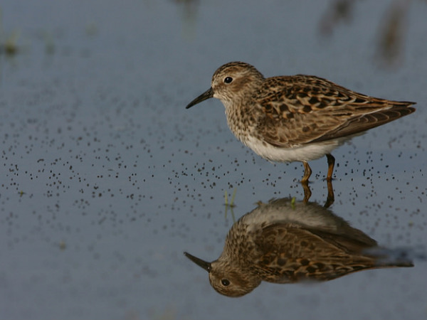 Chilka, The Land of Lagoons - Nativeplanet