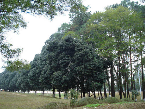 Tezu, The Land of Valley and Rivers - Nativeplanet