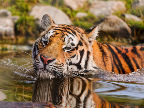 Travel to the Wildlife City of Palamu - Nativeplanet