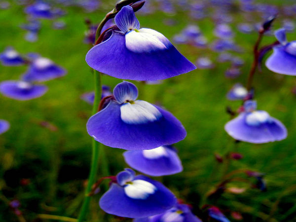 Top 5 Enchanting Flower Valleys in India - Nativeplanet