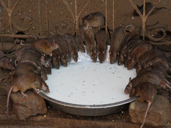 A Visit to Karni Mata Temple, Where Rats Are Worshipped! - Nativeplanet
