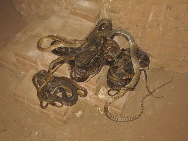 5 Best Snake Parks in India! - Nativeplanet