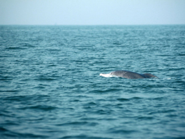 6 Best Dolphin Destinations in India - Nativeplanet
