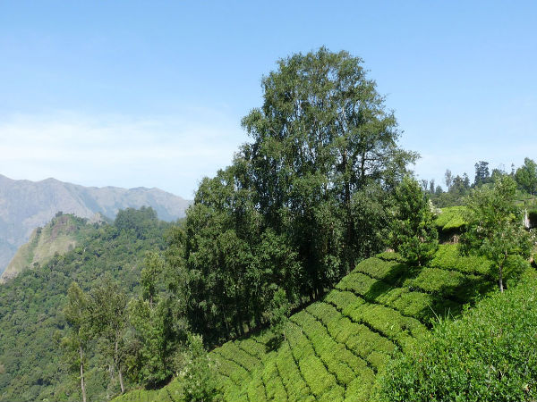 Top Things To Do in Munnar! - Nativeplanet