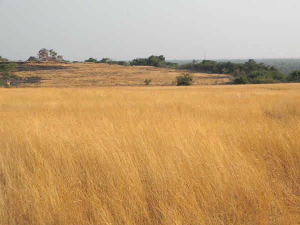 Madayipara In Kerala - A Hill Of Flowers, Birds and Butterflies ...