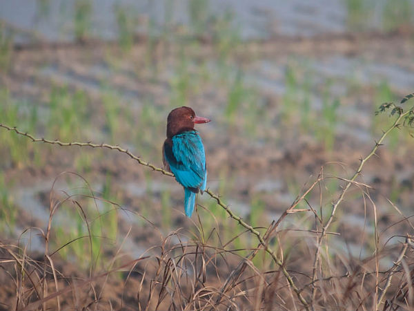 Bhindawas Wildlife Sanctuary: A Day's Trip From Delhi - Nativeplanet