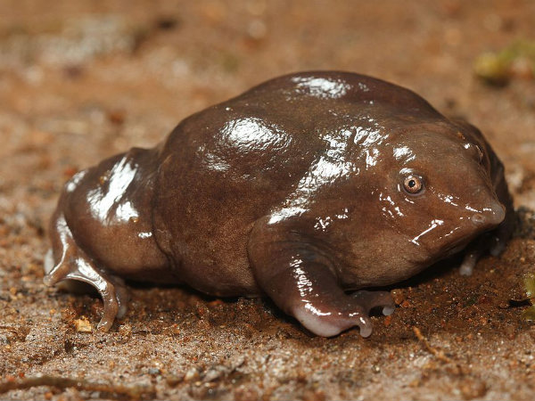 Rare Animals You Didn't Know Existed in India - Nativeplanet