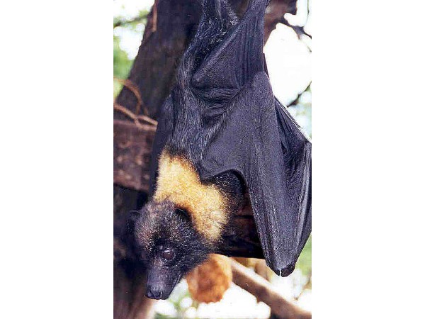 Birds do fly, but flying animals?! Yes, Get to know about the only 5 ...