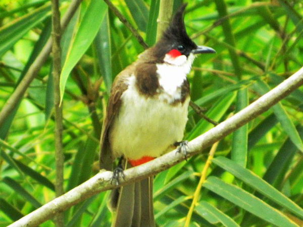 Enjoying the Homecoming of Birds: Kumarakom Bird Sanctuary in Kerala ...