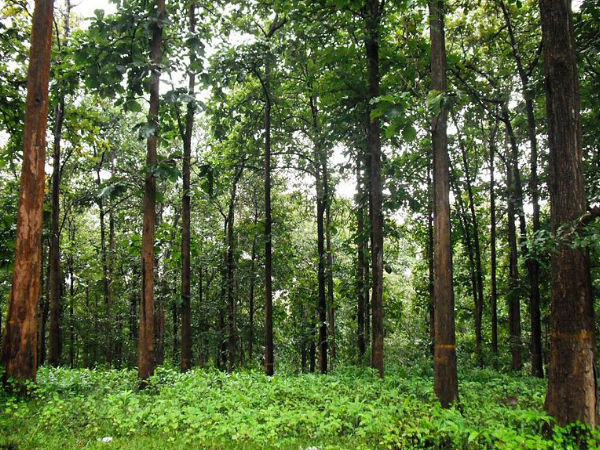 A Guide To Wayanad Wildlife Sanctuary - Nativeplanet