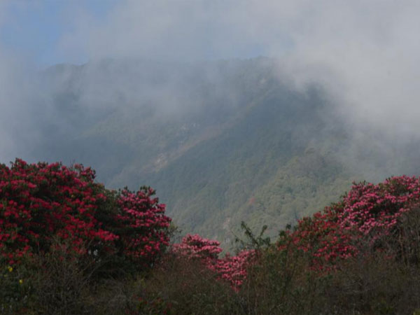 Trek Through The Pink Blossoms At The Barsey Rhododendron Sanctuary ...
