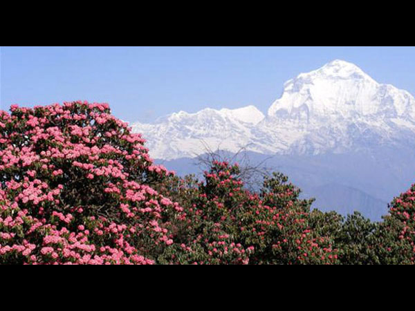 Trek Through The Pink Blossoms At The Barsey Rhododendron Sanctuary ...