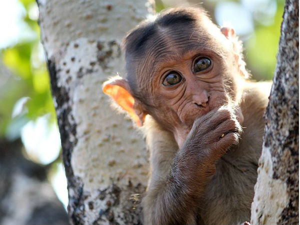 A Travel Guide To Suryamal In Maharashtra - Nativeplanet