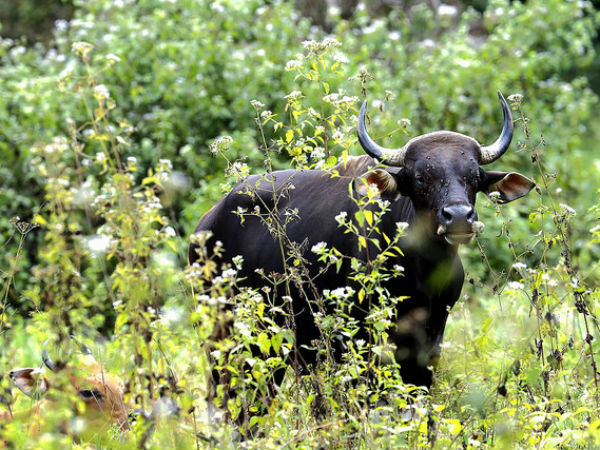 A Travel Guide To Suryamal In Maharashtra - Nativeplanet