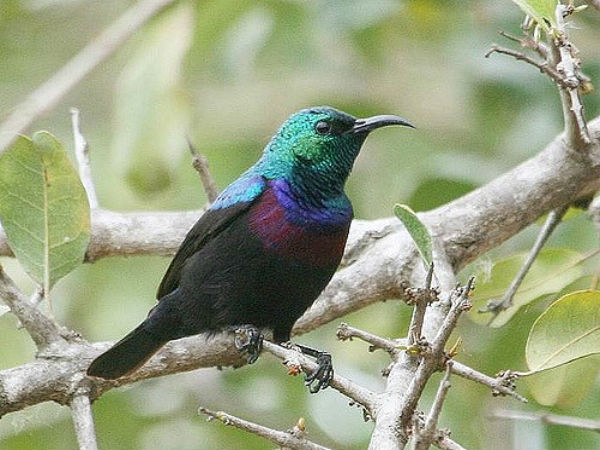 Ghastly Tale Of The Sanjay Van In South Delhi! - Nativeplanet