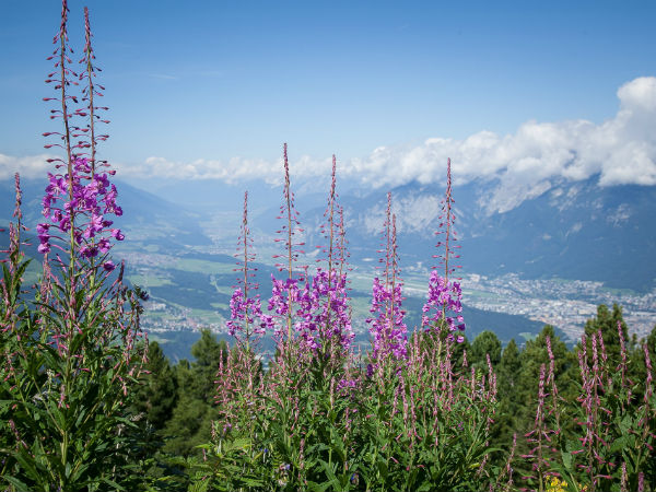 Head To Himachal Pradesh For The Colourful Phulaich Fair This September ...