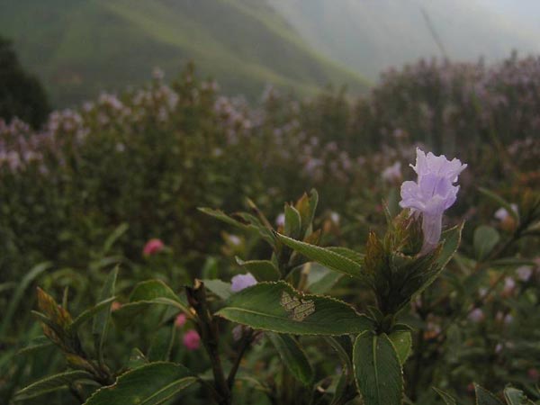 Neelakurinji Flowers Season 2018 in Munnar - Nativeplanet