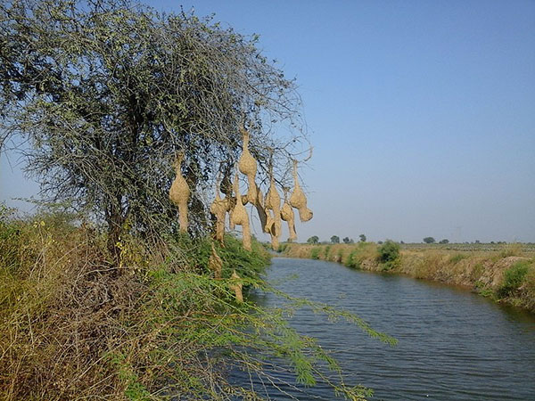 Places To Visit In Morbi, Things To Do And How To Reach - Nativeplanet