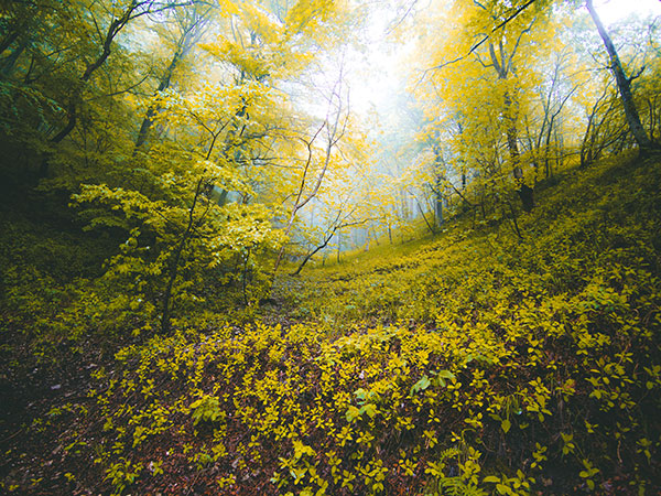 Places To Visit In Khonsa, Things To Do And How To Reach - Nativeplanet