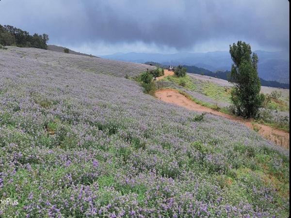 Neelakurinji Flowers Bloom In Kodagu - Nativeplanet