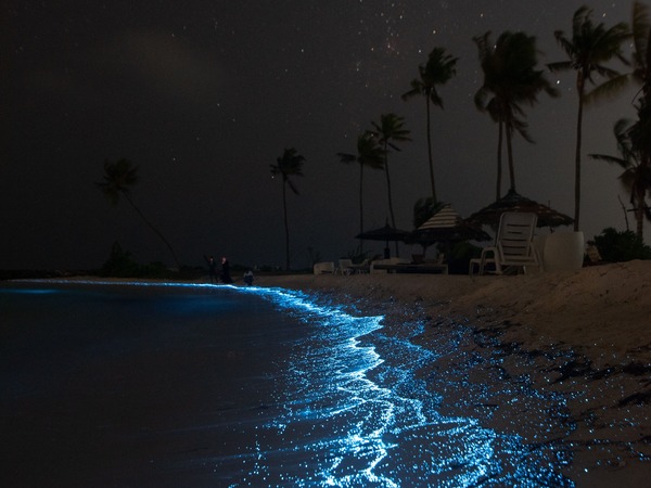Most Beautiful Glowing Beaches In The World, What Is Bioluminescence ...