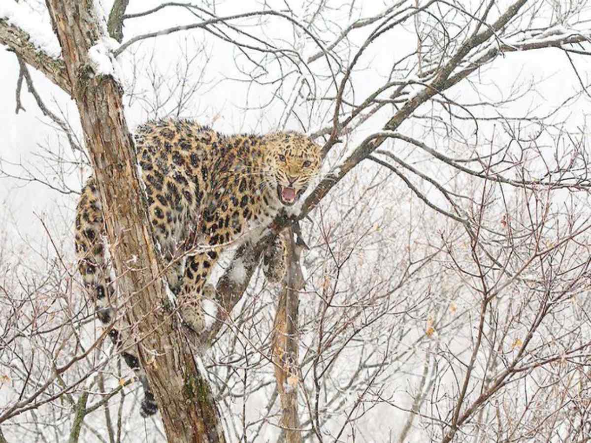 The first species to witness the changes of our planet- T - Nativeplanet