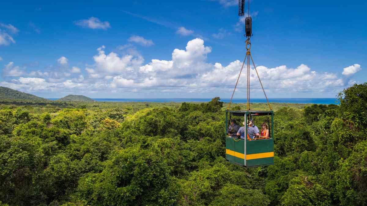 All you need to know about Daintree Rainforest! Australia - Nativeplanet