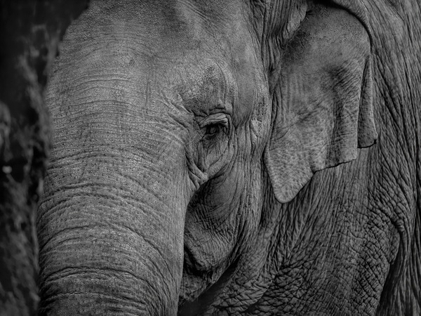 Elephant Robot Raman, A Robotic Elephant Gifted By PETA Is Performing ...