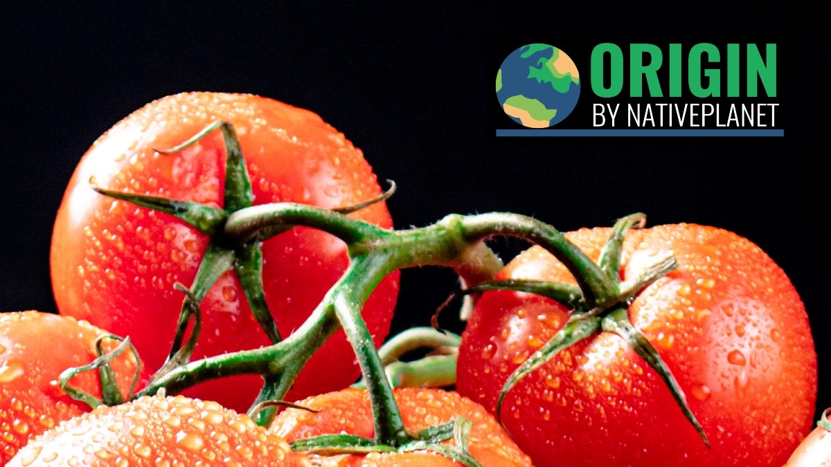 Origin Of Tomatoes and Its Journey From the Andes to India's Tomato ...