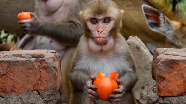 Origin Of Tomatoes and Its Journey From the Andes to India's Tomato ...