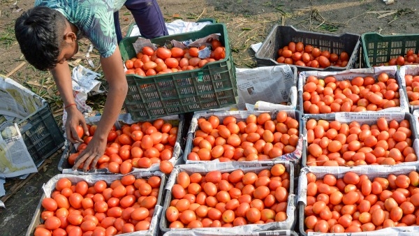 Origin Of Tomatoes and Its Journey From the Andes to India's Tomato ...