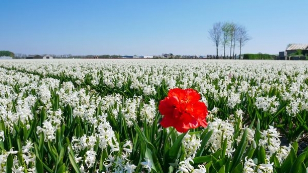 Biking Through Tulip Fields: An Unforgettable Experience in Lisse ...