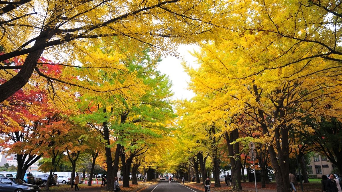 Discovering Sapporo's Top Attractions: An Immersive Travel Guide ...