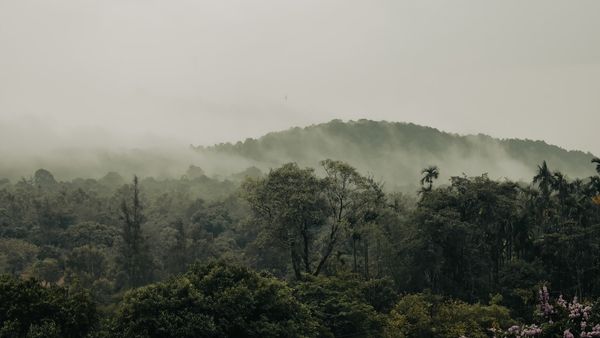 Dive into the Heart of Nature at Agumbe: Rainforest and Waterfalls ...